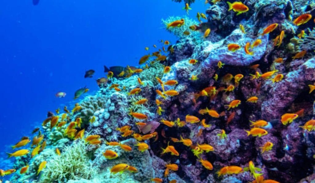 Best Scuba Diving in Saudi Arabia – A Diver’s Dream - Saudi Private ...